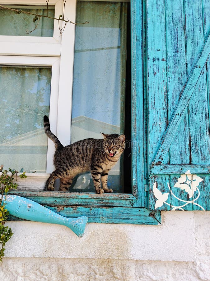 Beautiful Tabby Cat on the Window in the House Stock Image - Image of ...