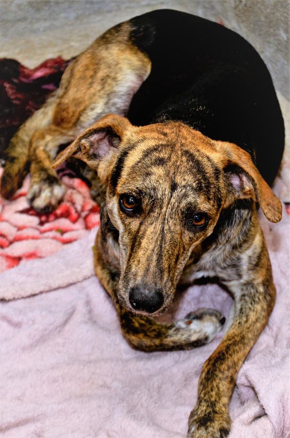 Beautiful Tabby Dog Lying in the Backyard Stock Photo - Image of canine ...