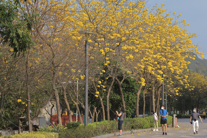 The Beautiful Tabebuia Chrysantha Blossom Blooming on Tree Editorial ...