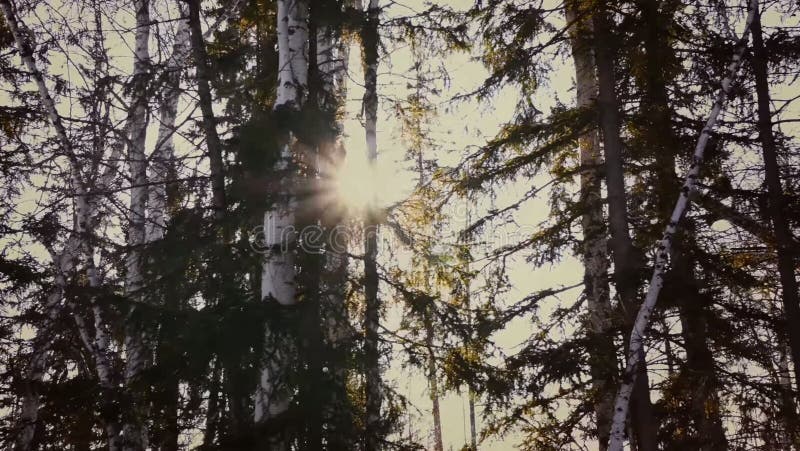 Beautiful Taiga in Siberia. Stock Image - Image of painting, walks ...