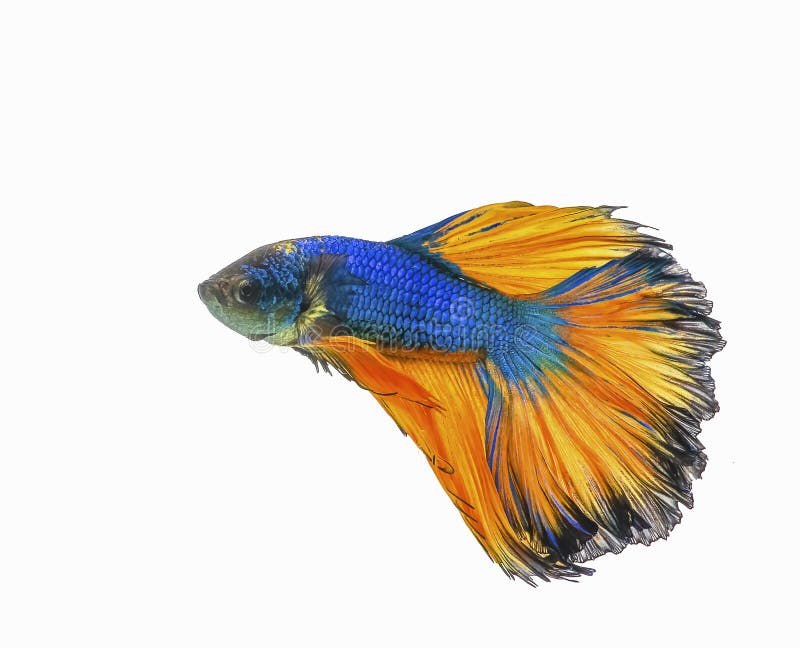 Siamese Fighting Fish, Beautiful Tail of Red,blue & Pink Fighting Fish ...