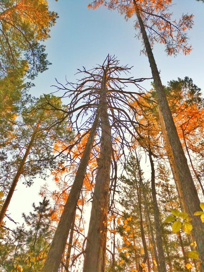 Beautiful Tall Dry Tree in the Forest Stock Photo - Image of forest ...