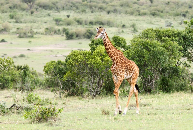 A beautiful tall Giraffe stock photo. Image of mammal - 37529120