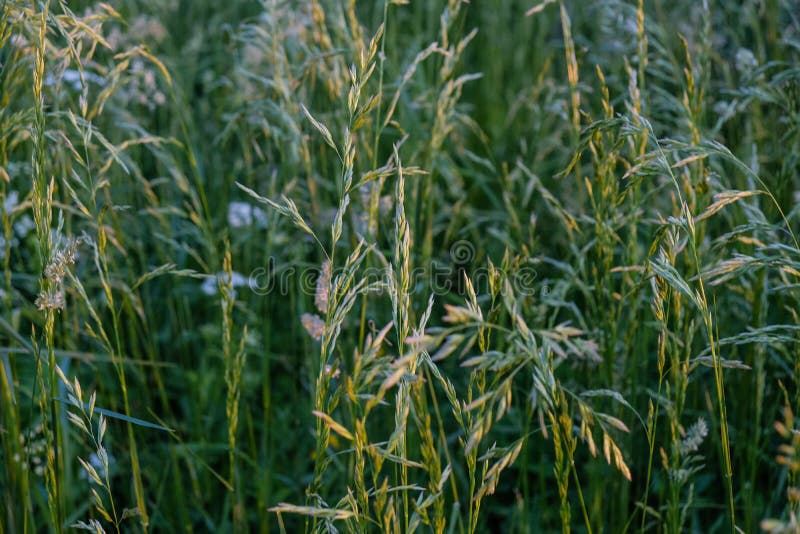 Beautiful Tall Grass in the Field Stock Photo - Image of plant ...
