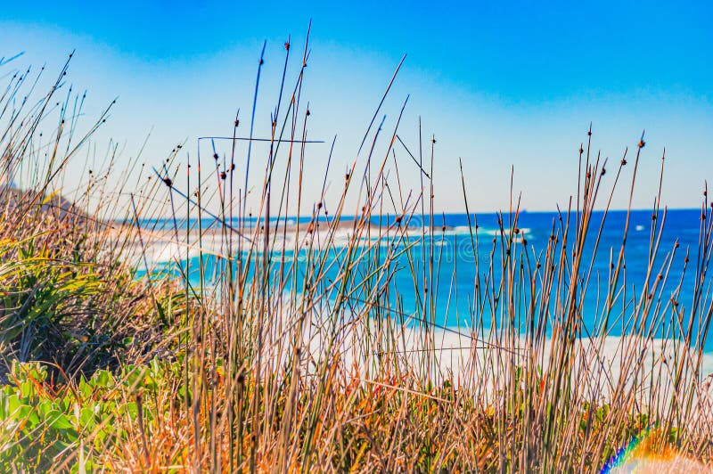 Beautiful Tall Greenery Near the Coast of the Sea Stock Image - Image ...