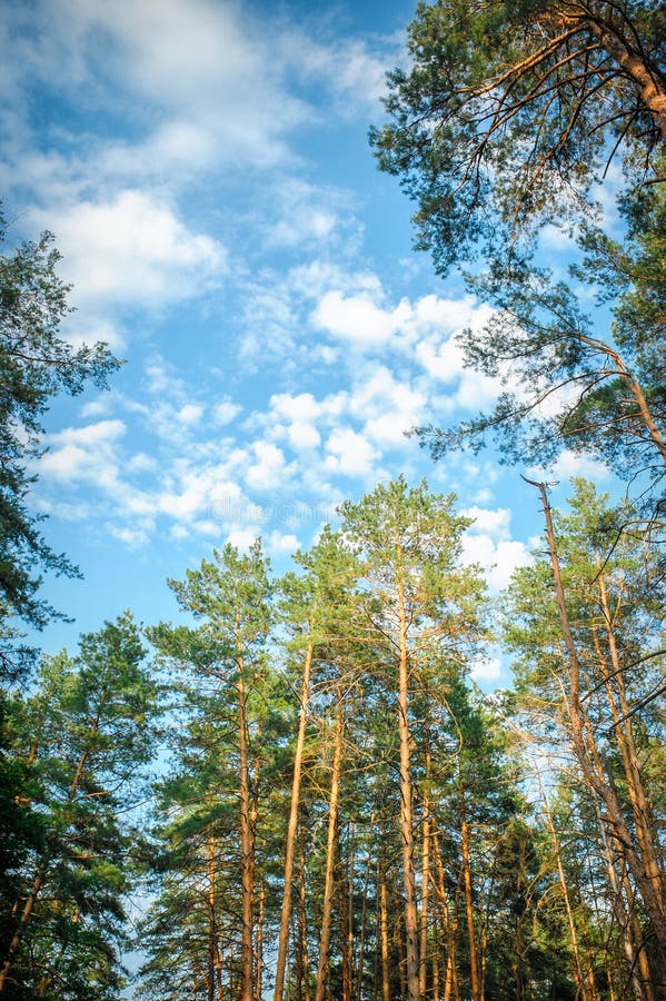 Beautiful Tall Pine Trees in the Forest Against the Sky Stock Photo ...