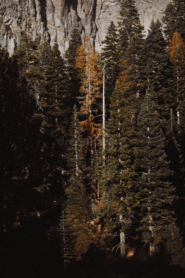 Beautiful Tall Pine Trees in a Forest Stock Photo - Image of light ...