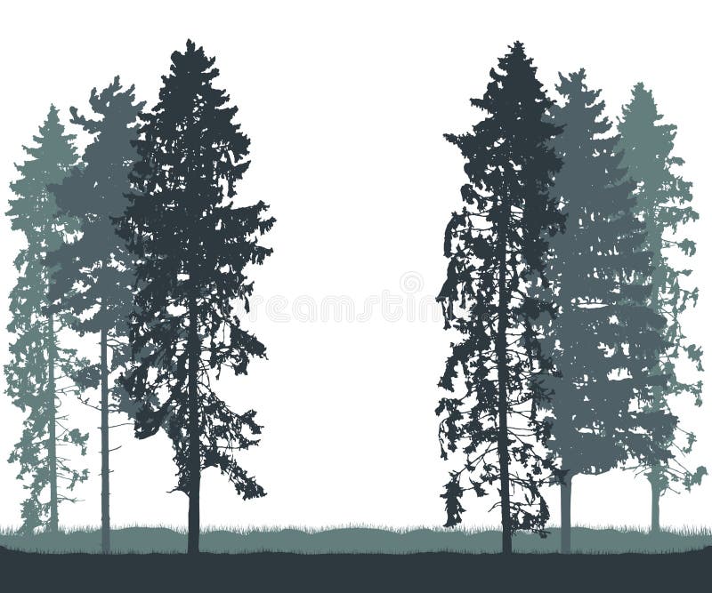 Beautiful Tall Spruce Trees, Silhouette of Forest. Vector Illustration ...