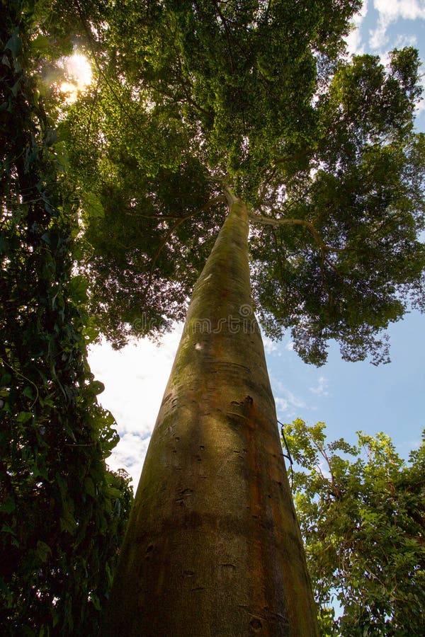 Beautiful Tall Tree in a Singapore Stock Image - Image of environment ...
