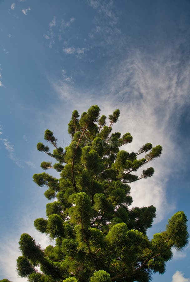 Beautiful Tall Tree , Skyward View on a Beautiful Sunny Day. Nature ...