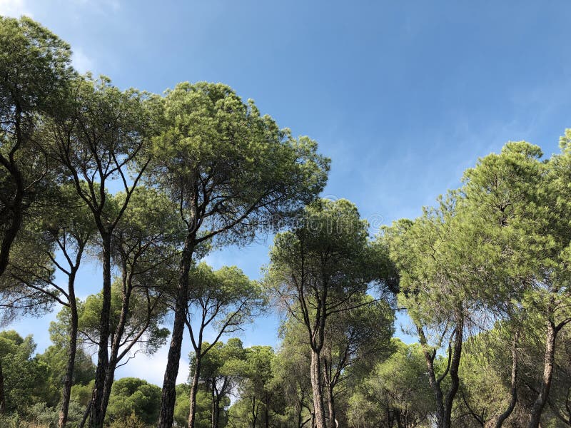 Beautiful Tall Trees in Forest on a Blue Sky Background Stock Photo ...