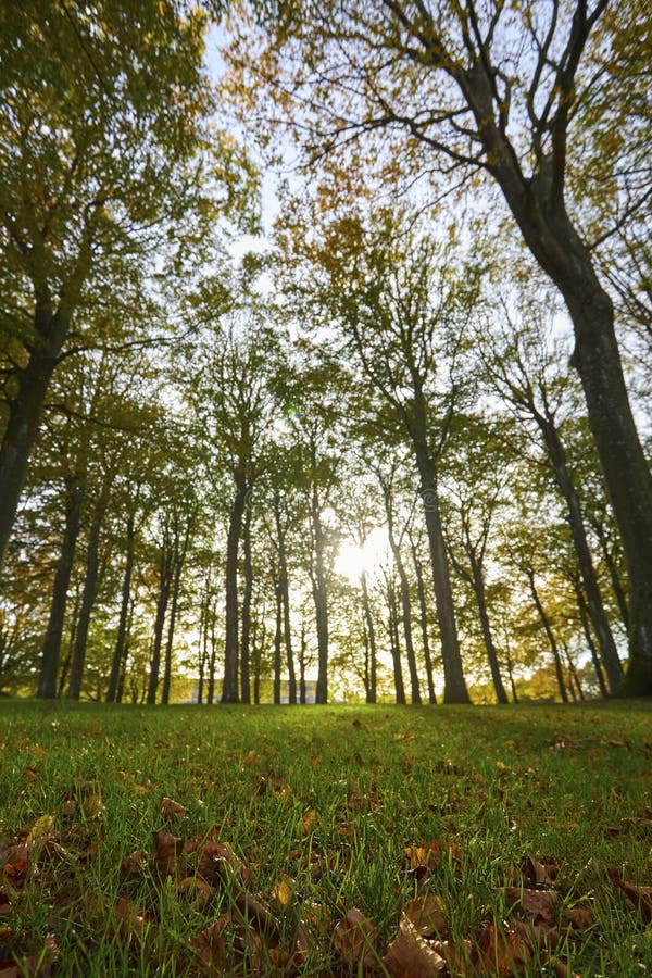 Beautiful tall trees stock image. Image of scenery, spring - 257580281