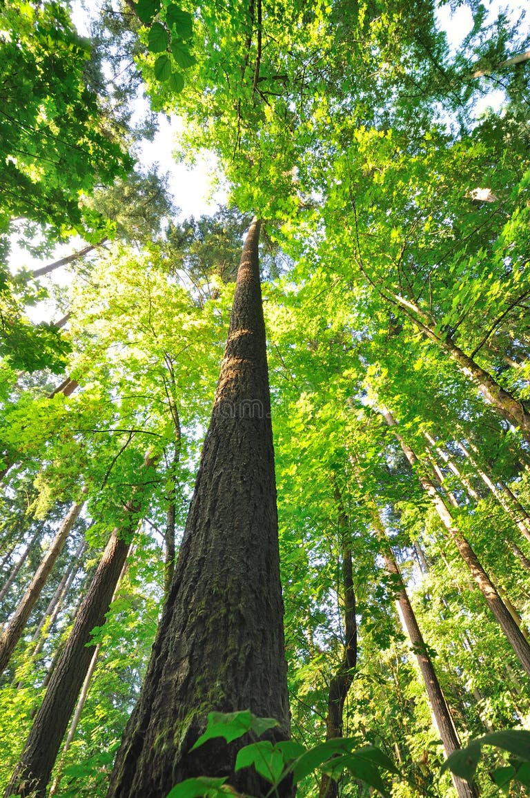 1,469 Tall Cedar Trees Transparent Stock Photos - Free & Royalty-Free ...