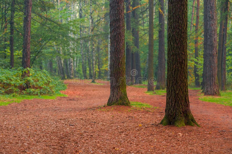 Beautiful Tall Trees in Summer Forest Stock Photo - Image of deciduous ...
