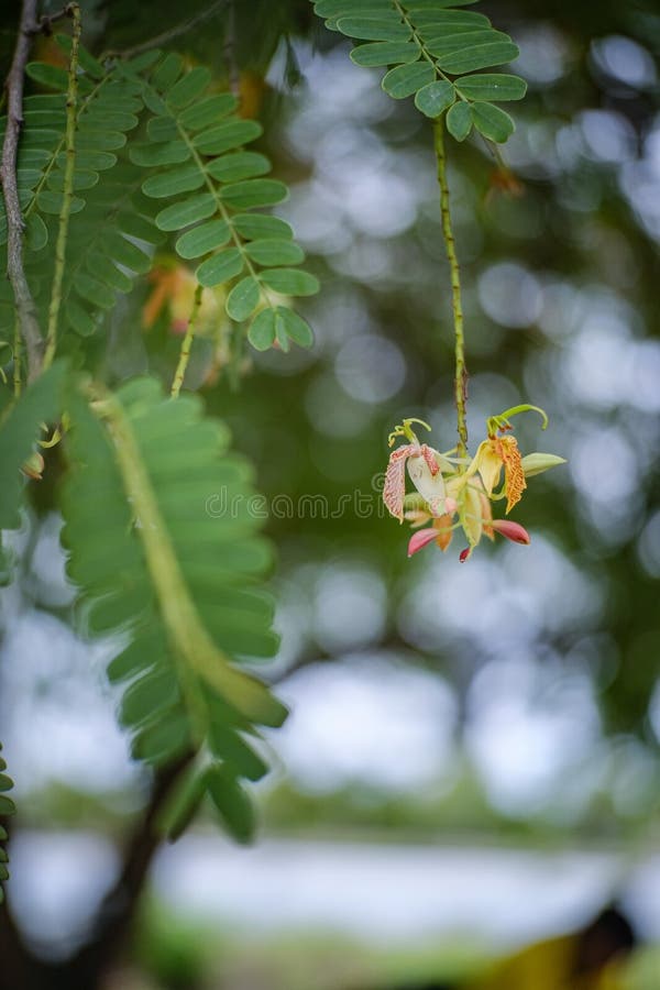 Beautiful tamarind flowers stock photo. Image of backyard - 225527616
