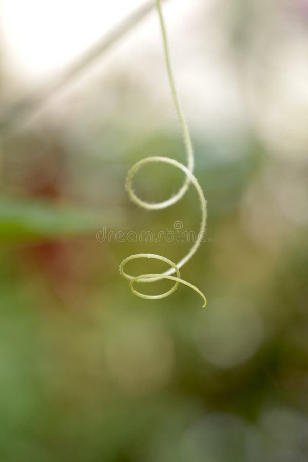 A Beautiful Tangled Wire of Bitter Gourd Stock Image - Image of kitchen ...