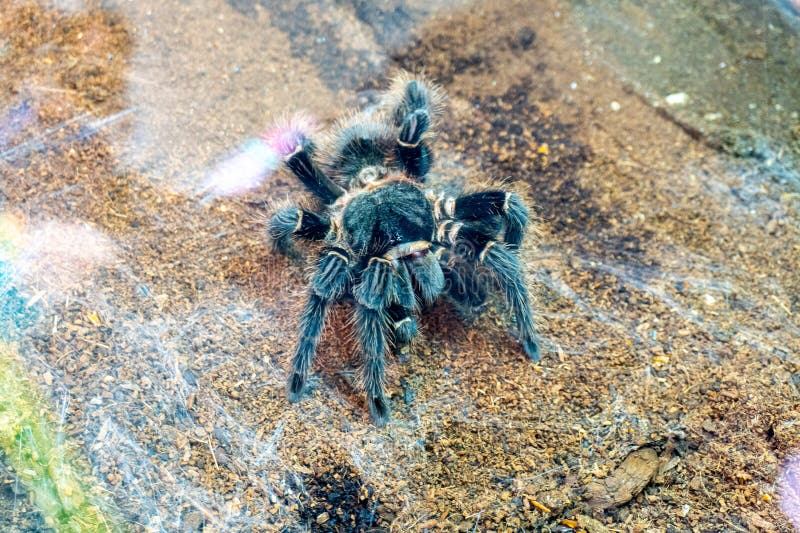 Beautiful Tarantula Spider Web Natural Stock Photo - Image of sand ...