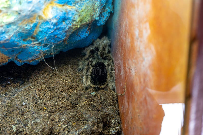 Beautiful Tarantula Spider Web Natural Stock Image - Image of brown ...