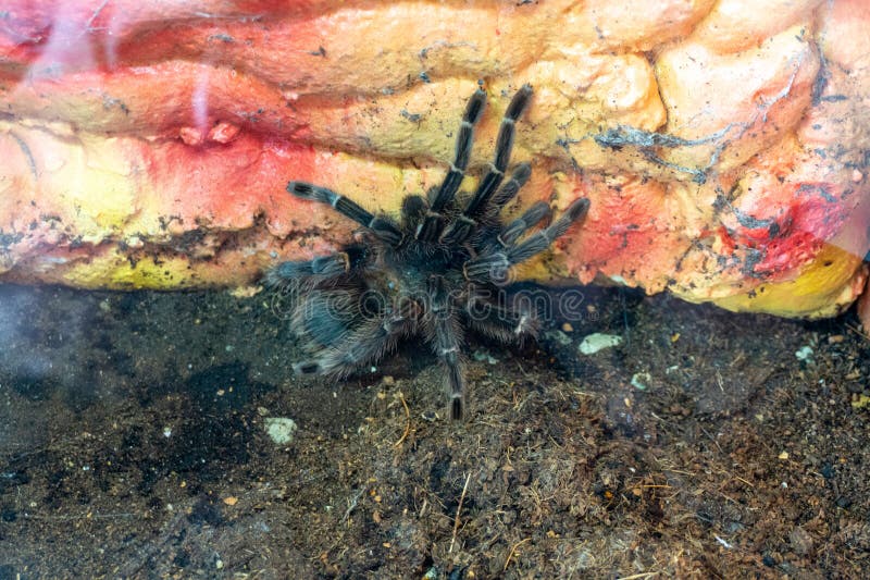 Beautiful Tarantula Spider Web Natural Stock Image - Image of ...