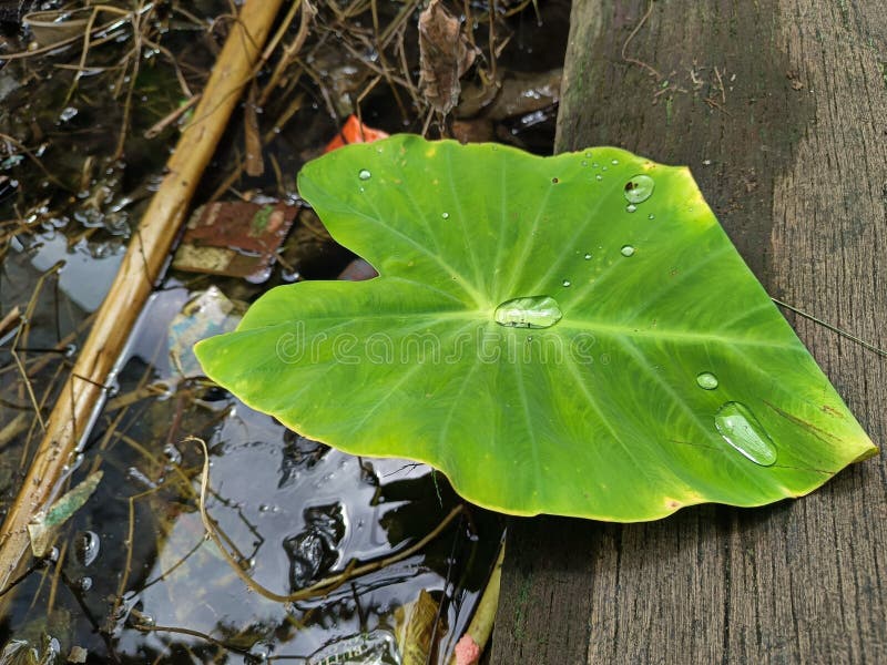 Beautiful taro leaves stock photo. Image of grass, tree - 356429860