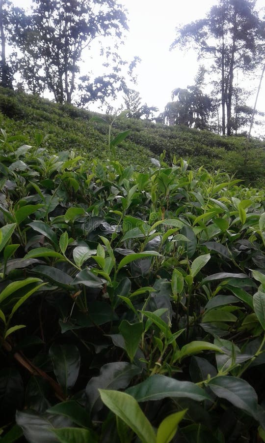 A Beautiful Tea Estate with Trees Far Away Stock Image - Image of plant ...