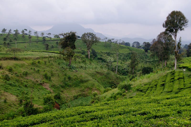 Beautiful Tea Farm and Mountain Stock Image - Image of asia, grow: 30477613