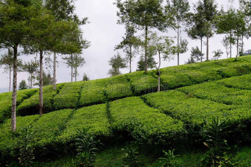 Beautiful Tea Farm and Mountain Stock Image - Image of farm, beautiful ...
