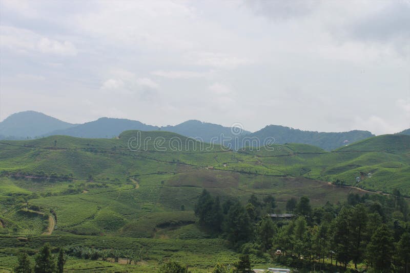 Beautiful Tea Fields in Puncak, Indonesia Stock Image - Image of ...