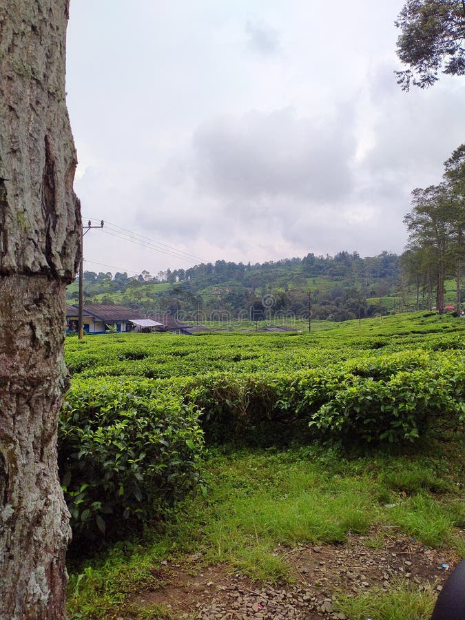 Beautiful Tea Garden Makes You Happy Stock Image - Image of flower ...
