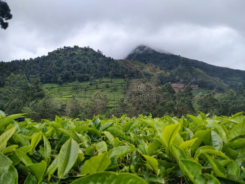 A Beautiful Tea Garden Near the Mountain Stock Image - Image of gunung ...