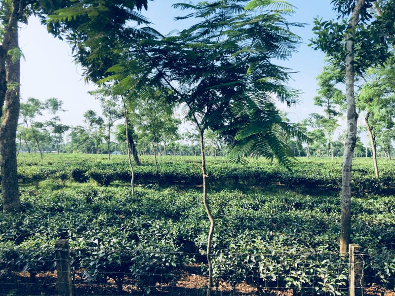 Beautiful Tea Garden in Sylet Stock Image - Image of sylet, summer ...