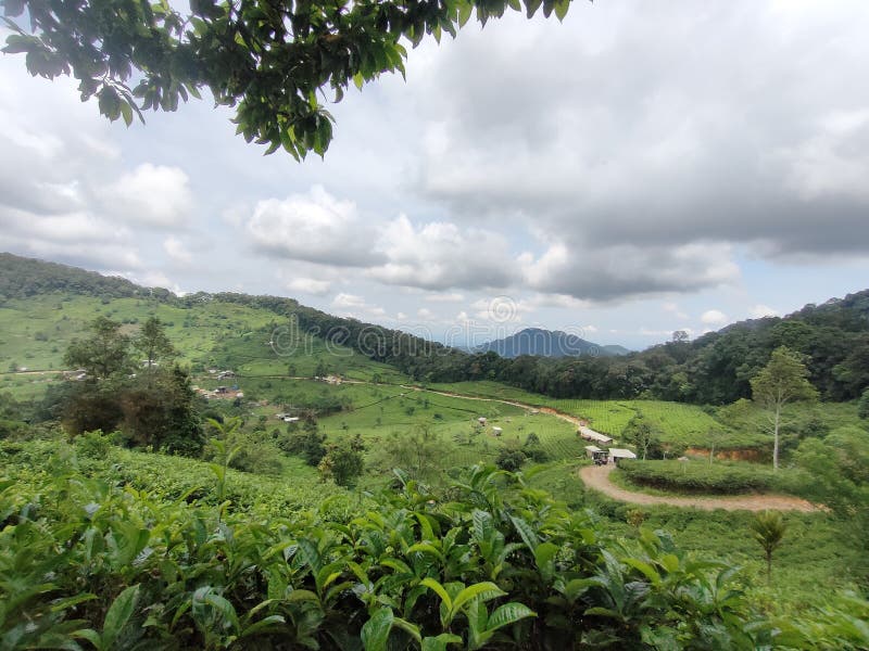 Beautiful tea garden view stock photo. Image of garden - 238088384