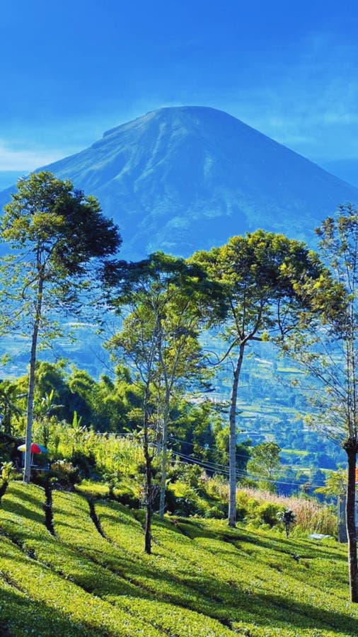 Beautiful Tea Gardens and Mountains Stock Image - Image of gardens ...