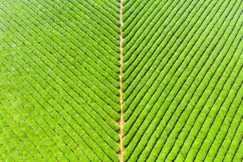 Tea plantation texture stock image. Image of farmland - 235909789