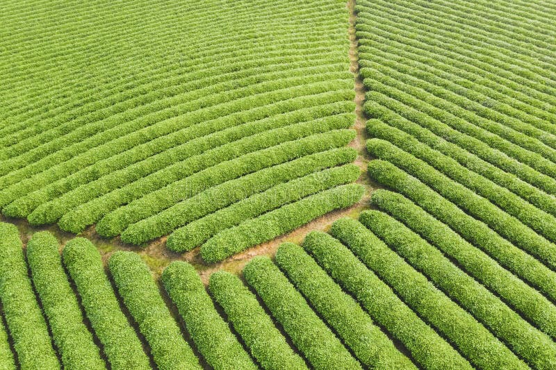 Tea plantation texture stock image. Image of farmland - 235909789