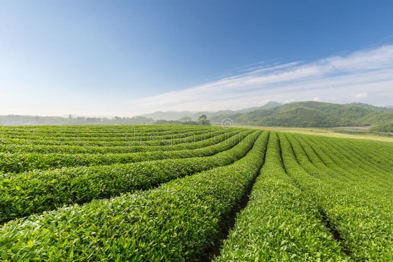 Beautiful Tea Plantation Landscape Stock Image - Image of green, grow ...