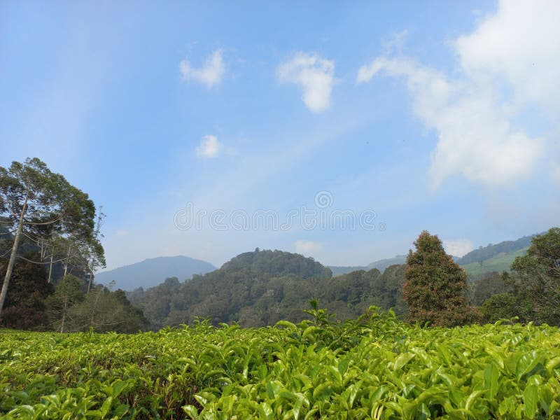 Beautiful Tea Plantation View Stock Photo - Image of meadow, jungle ...