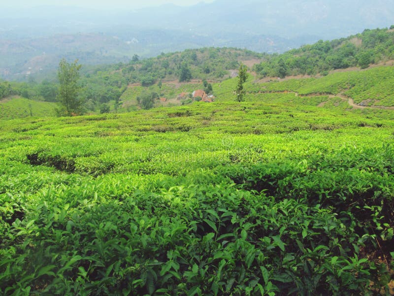Beautiful Tea Plantation in Wayanad Meppadi Stock Photo - Image of ...