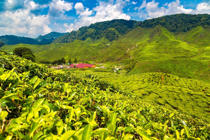 Beautiful Tea plantations stock photo. Image of cameron - 229520386