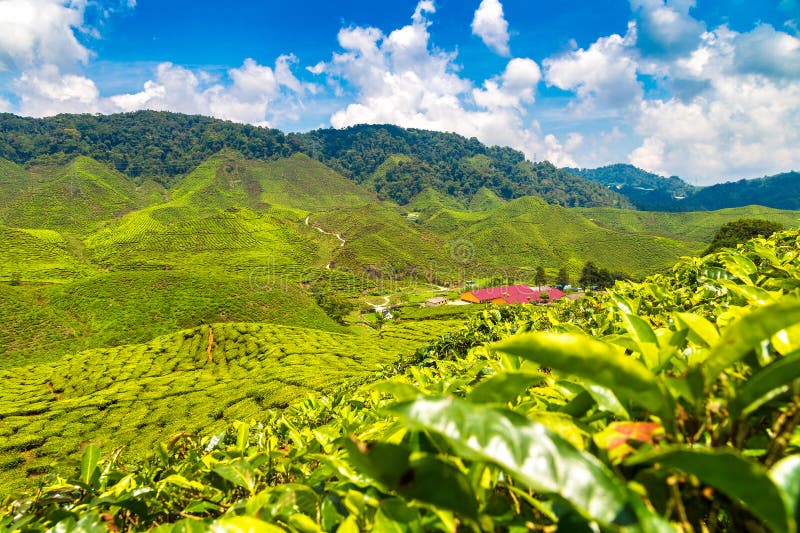 Beautiful Tea plantations stock photo. Image of leaf - 245812872