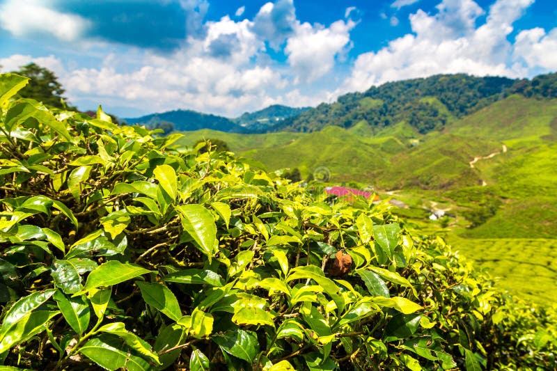 Beautiful Tea plantations stock photo. Image of landscape - 279521282