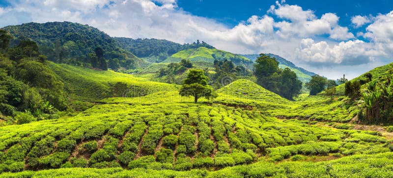 Beautiful Tea plantations stock image. Image of leaf - 235296367