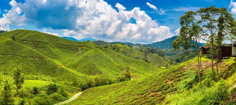 Beautiful Tea plantations stock photo. Image of farming - 245644976