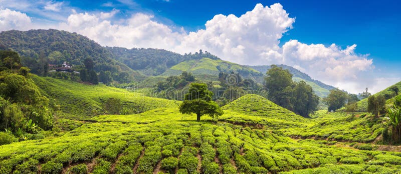 Beautiful Tea plantations stock image. Image of tree - 270098469