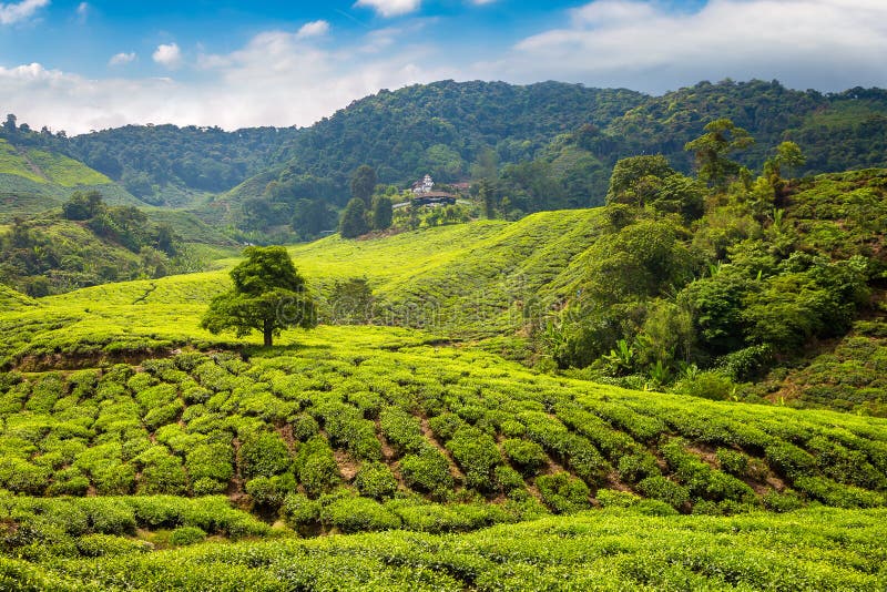 Beautiful Tea plantations stock image. Image of scenic - 203521321