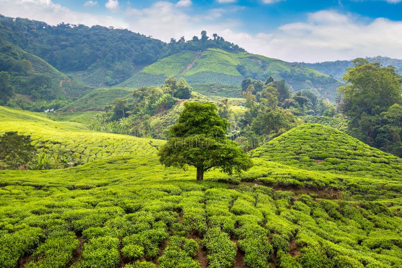 Beautiful Tea plantations stock image. Image of herbal - 203521325