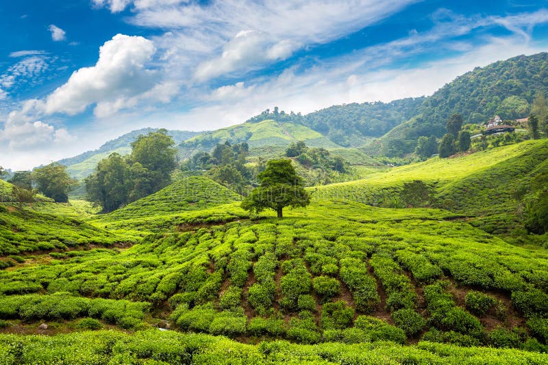 Beautiful Tea plantations stock photo. Image of harvest - 229520406