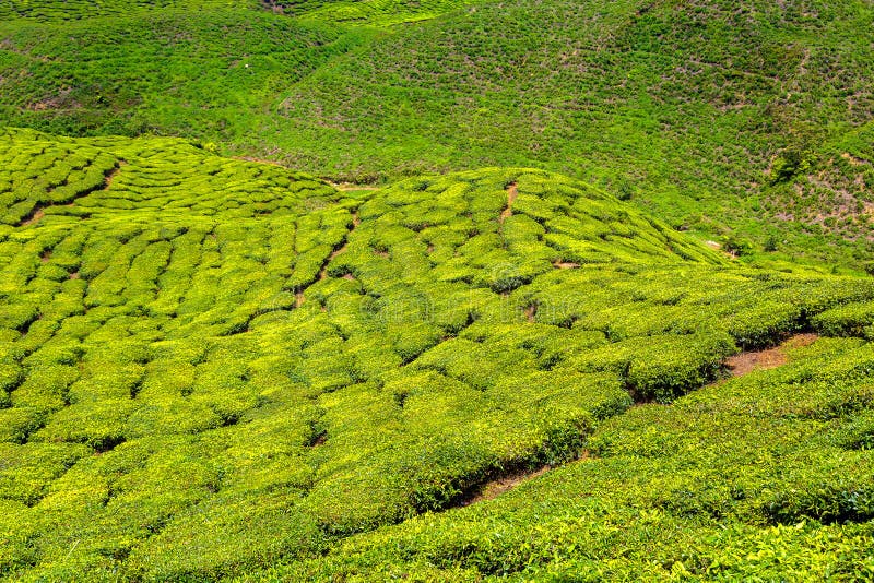 Beautiful Tea plantations stock image. Image of india - 258726077