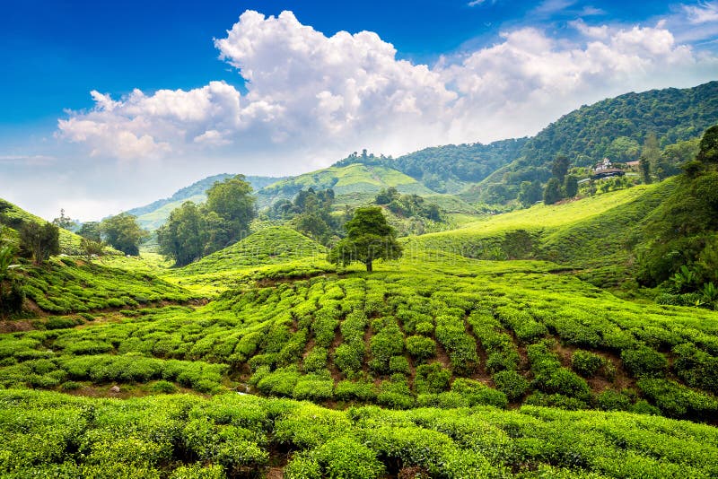Beautiful Tea plantations stock image. Image of china - 258726271