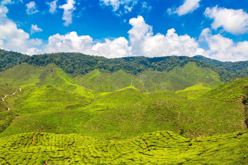 Beautiful Tea plantations stock photo. Image of farm - 261903528